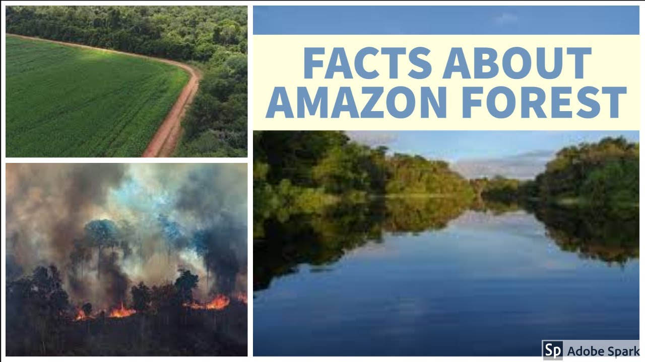 FACTS ABOUT AMAZON RAINFOREST - YouTube