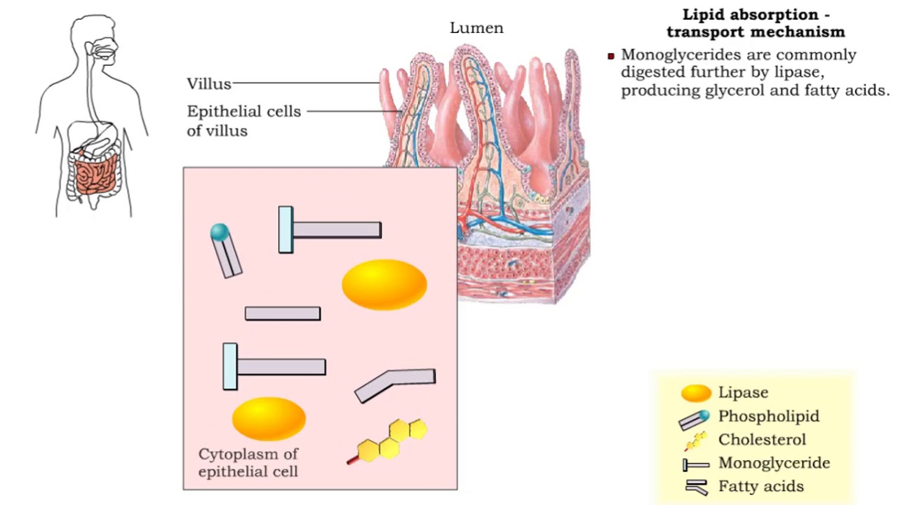 Lipid absorption - end products & transport mechanism - YouTube