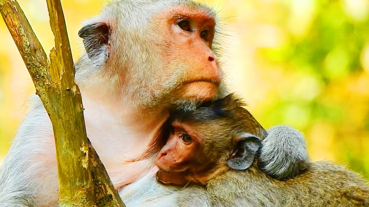 So Cute And Funny Baby Monkey! A Big Monkey But Still Gets Milk. - YouTube