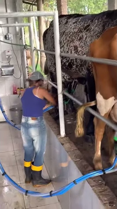 Gado de leite - Tirando leite de vaca com ordenhadeira #shorts - YouTube