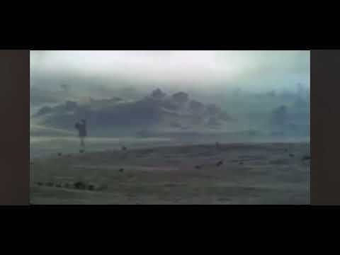 Kenquru balasının doğulması.