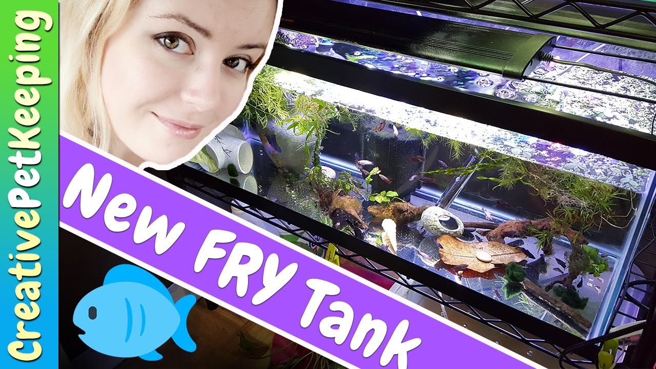 Goodbye Fish and New Aquarium for Baby Fish Fry | Fish Fan Friday Vlog ...