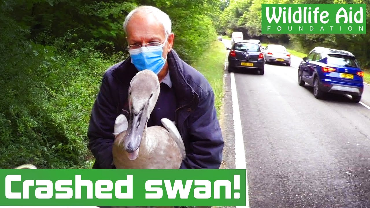 Young SWAN crash-lands in the middle of a busy road! - YouTube