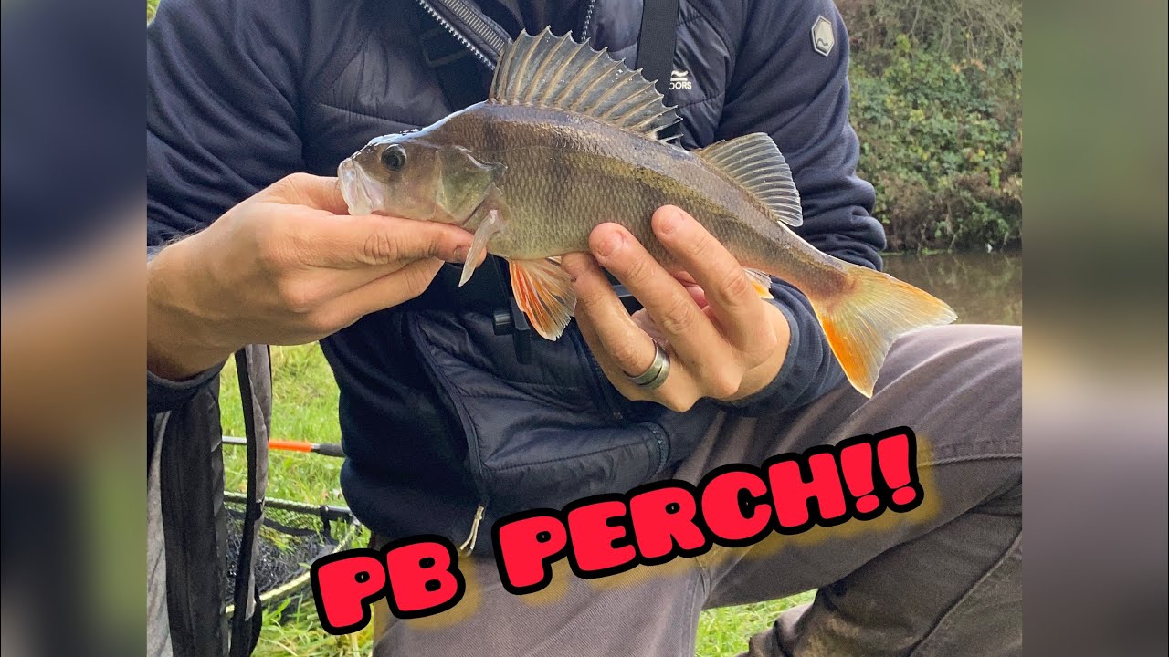 PB PERCH by little Tom!! - YouTube