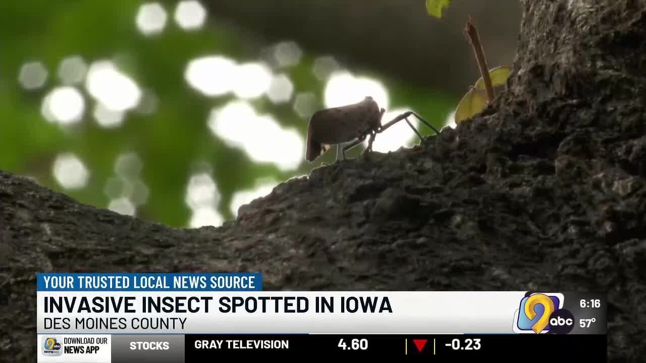 Invasive spotted lanternfly found in Iowa, residents urged to be on the ...