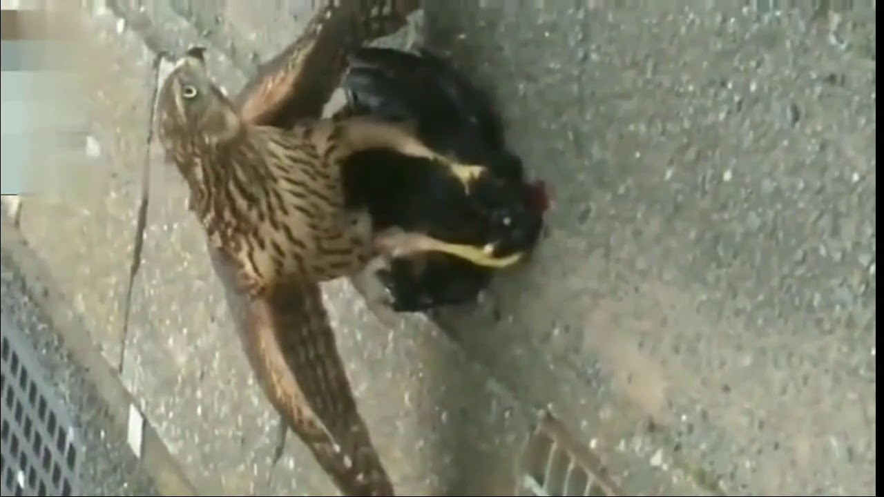 Eagle vs crow, must watch 😇 bird attack goes noticeable - YouTube