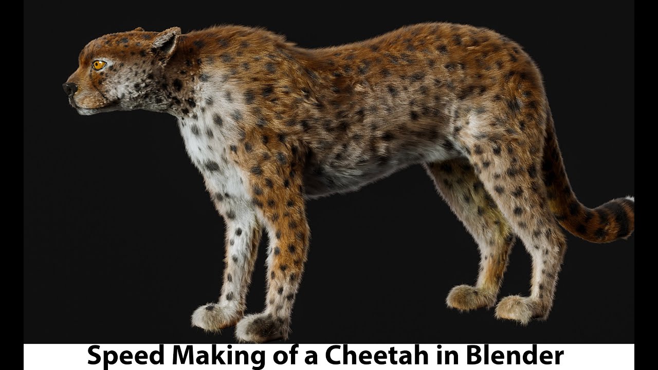 Speed Making of Cheetah in Blender - YouTube