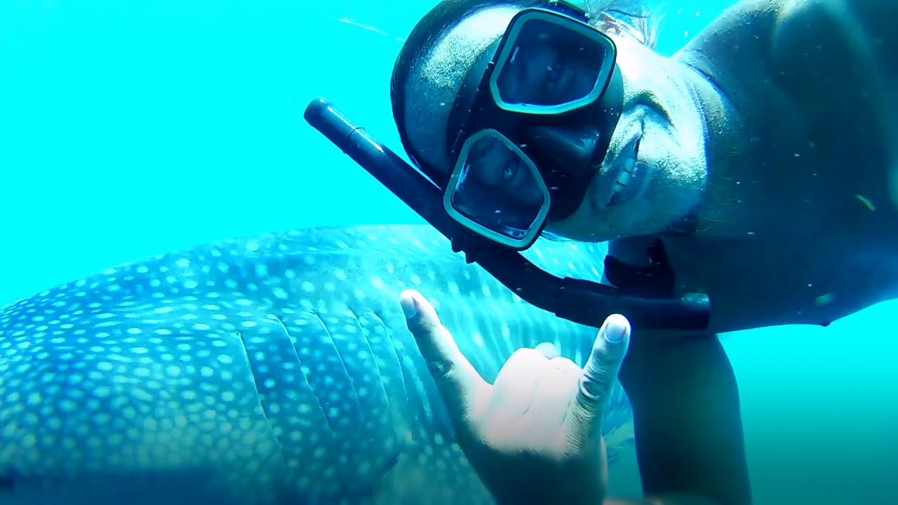 Rezeki menyelamatkan ikan Yu Paus - YouTube