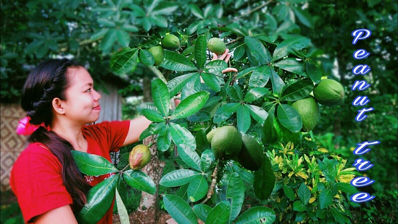 Harvesting & Cooking Young Peanut | Peanut Tree -BUHAY PROBINSYA - YouTube