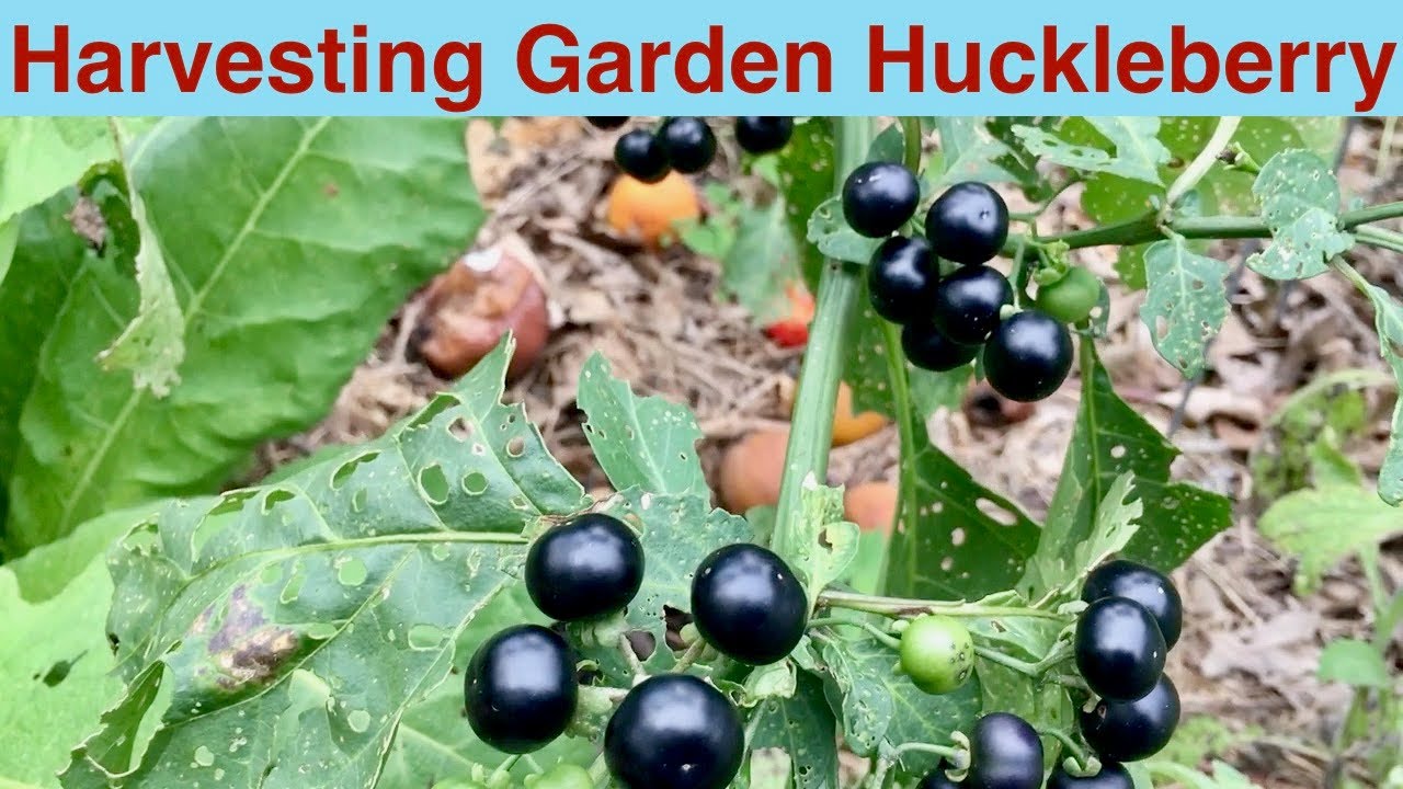 Harvesting Garden Huckleberry - YouTube
