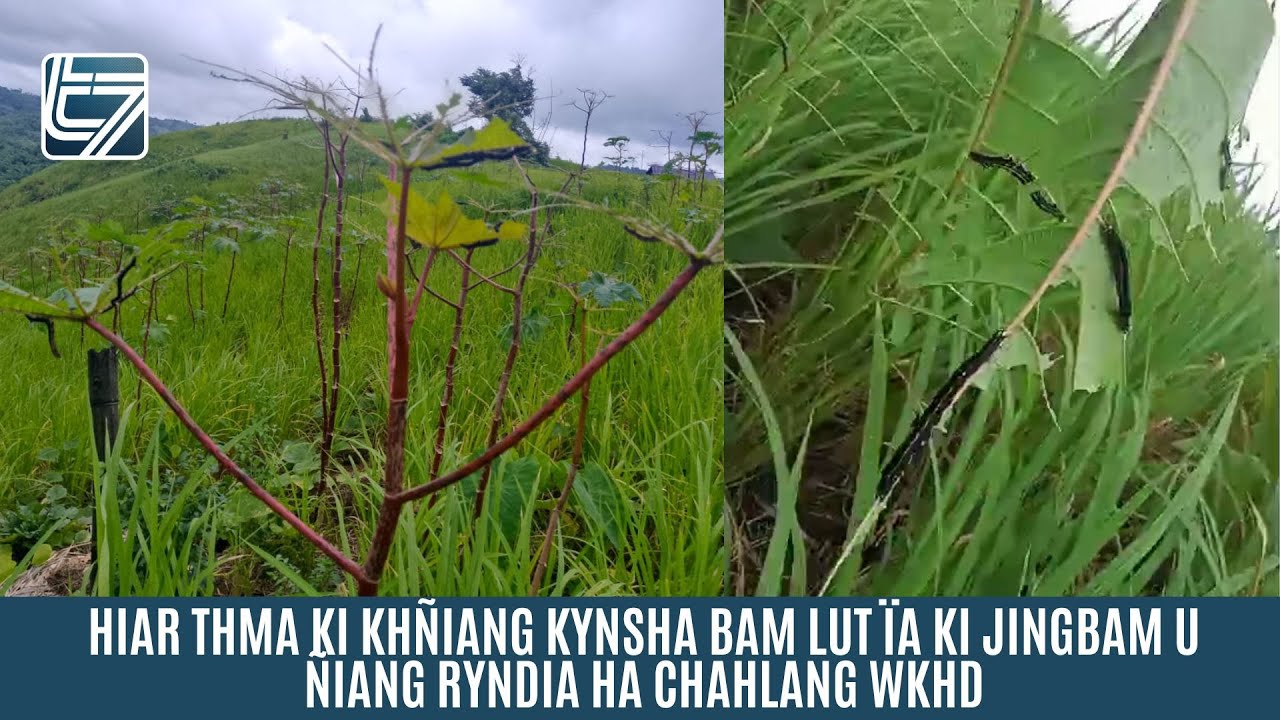 HIAR THMA KI KHÑIANG KYNSHA BAM LUT ÏA KI JINGBAM U ÑIANG RYNDIA HA ...