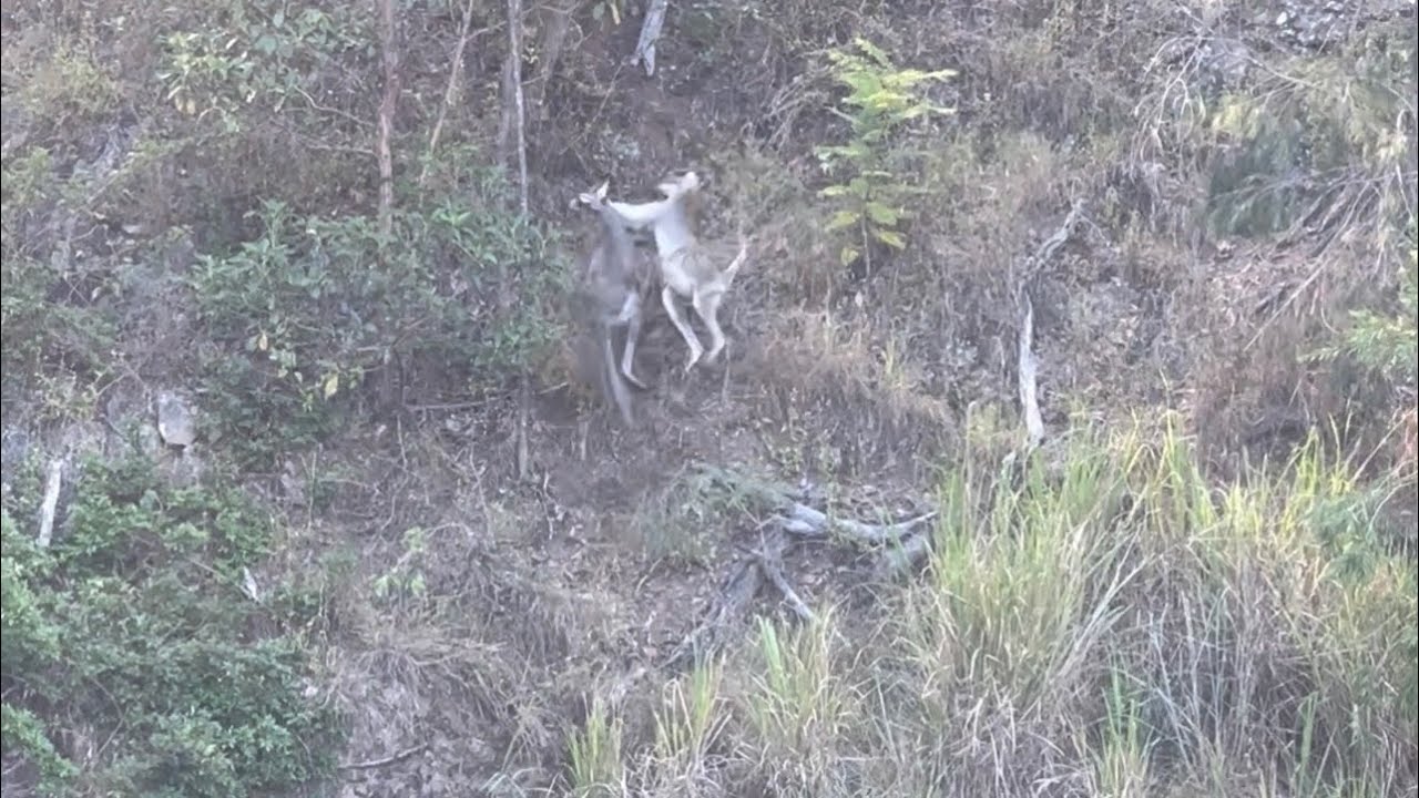 Boxing wallabies fall in the water at Lake Borumba Australia. 🦘Music ...