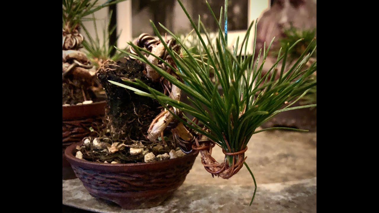 Patricia O'Connor,The Bonsai Balcony: Our Seven little Black Pines ...