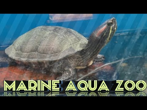 Immerse Yourself In The Marine Aqua Zoo | Witness The Beauty Of Ocean ...
