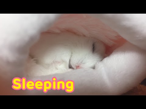 Cute Hamster Sleeping | Compilation | ハムスターおやすみなさい💤 | Auisei Japan