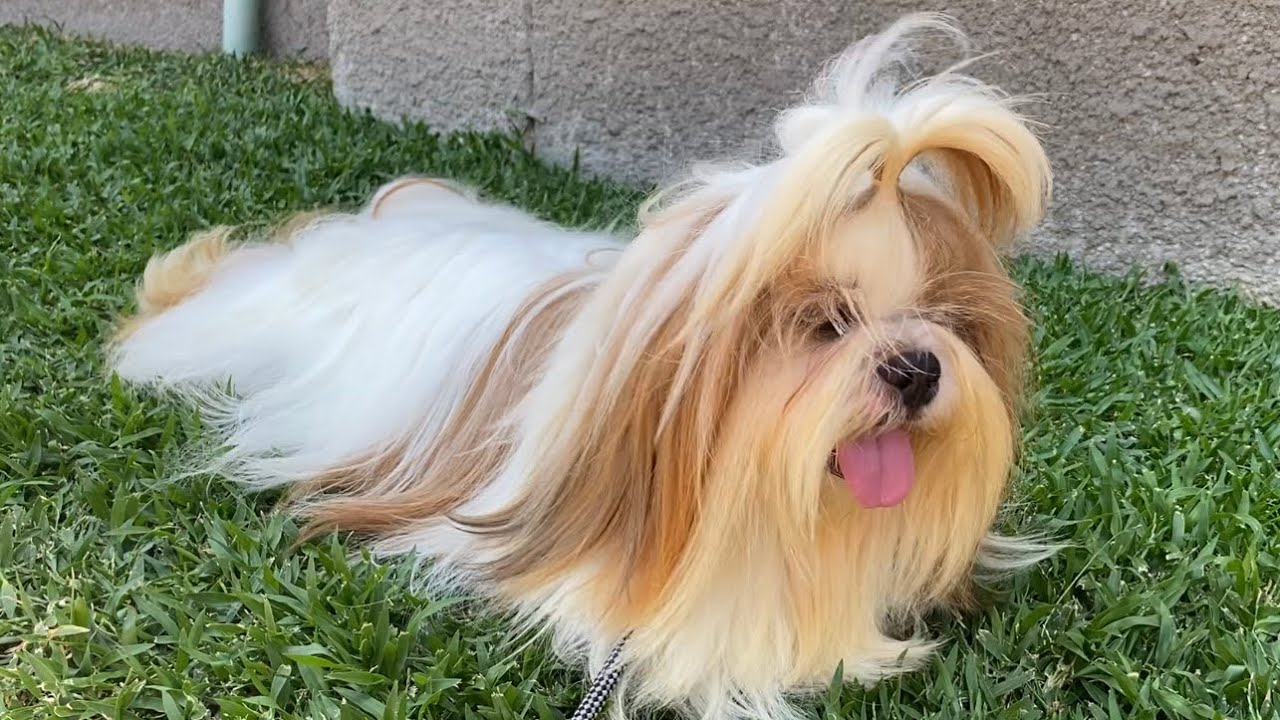 El Pelo del Shih Tzu | CUIDADOS BÁSICOS | La Casita de los Shih Tzu - YouTube