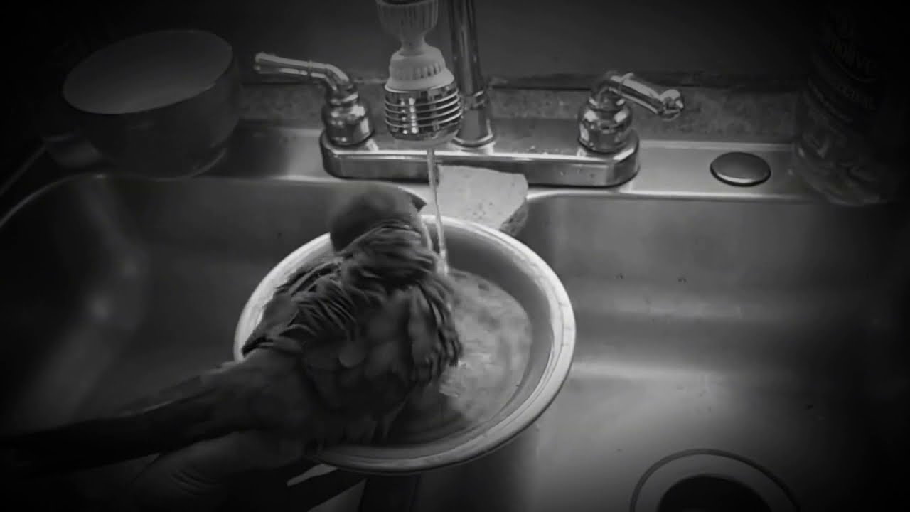 Fluffy Quaker Parrot Ms. Green - YouTube