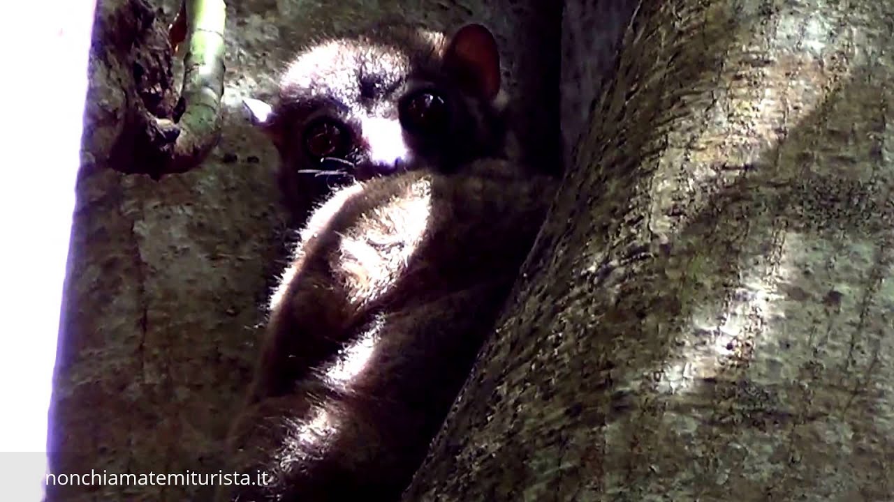 Madagascar - lemuri notturni - YouTube