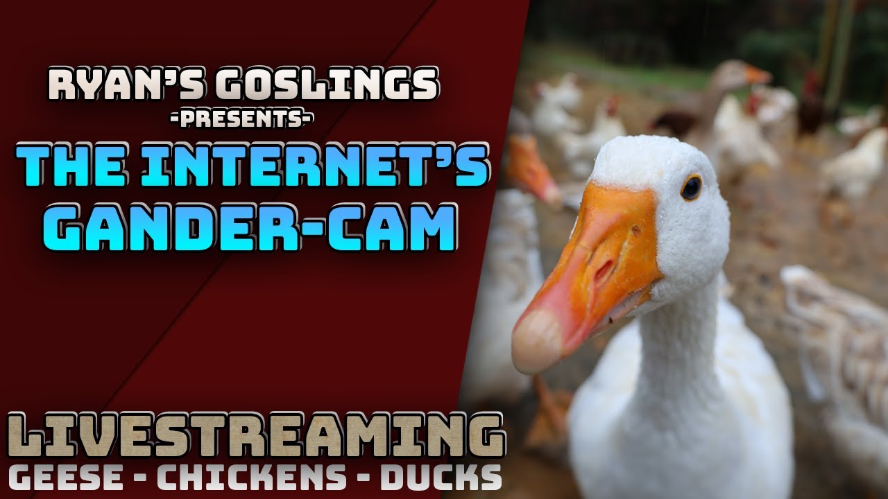 The Internet's Gander, Duck and Chicken Cam! Live 24/7! - YouTube