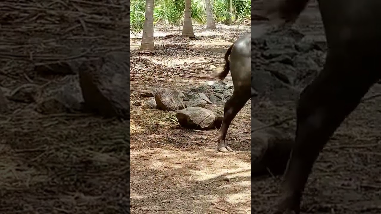 buffalo sound - YouTube