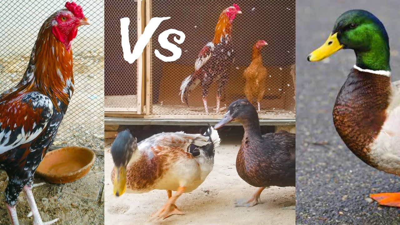 Raja Ne Duck Pe Attack Kar Deya 😱🥺 - YouTube