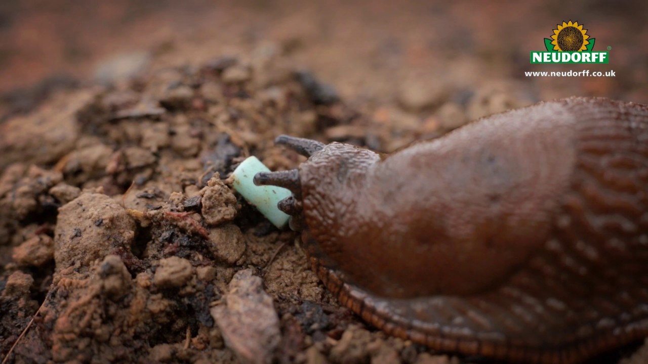 Sluggo® Organic Slug Control Pellets - YouTube