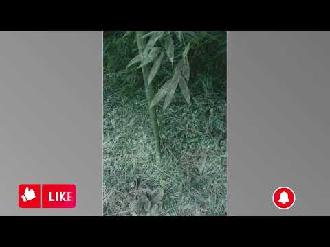 Bamboo Photo Reference Video for my subscribers only. It's free to ...