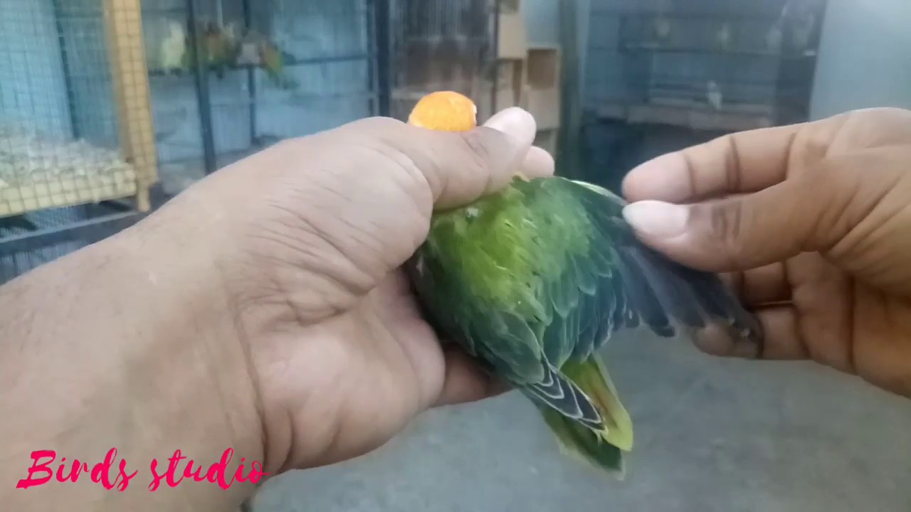 Basic birds for advanced working in mutations. - YouTube