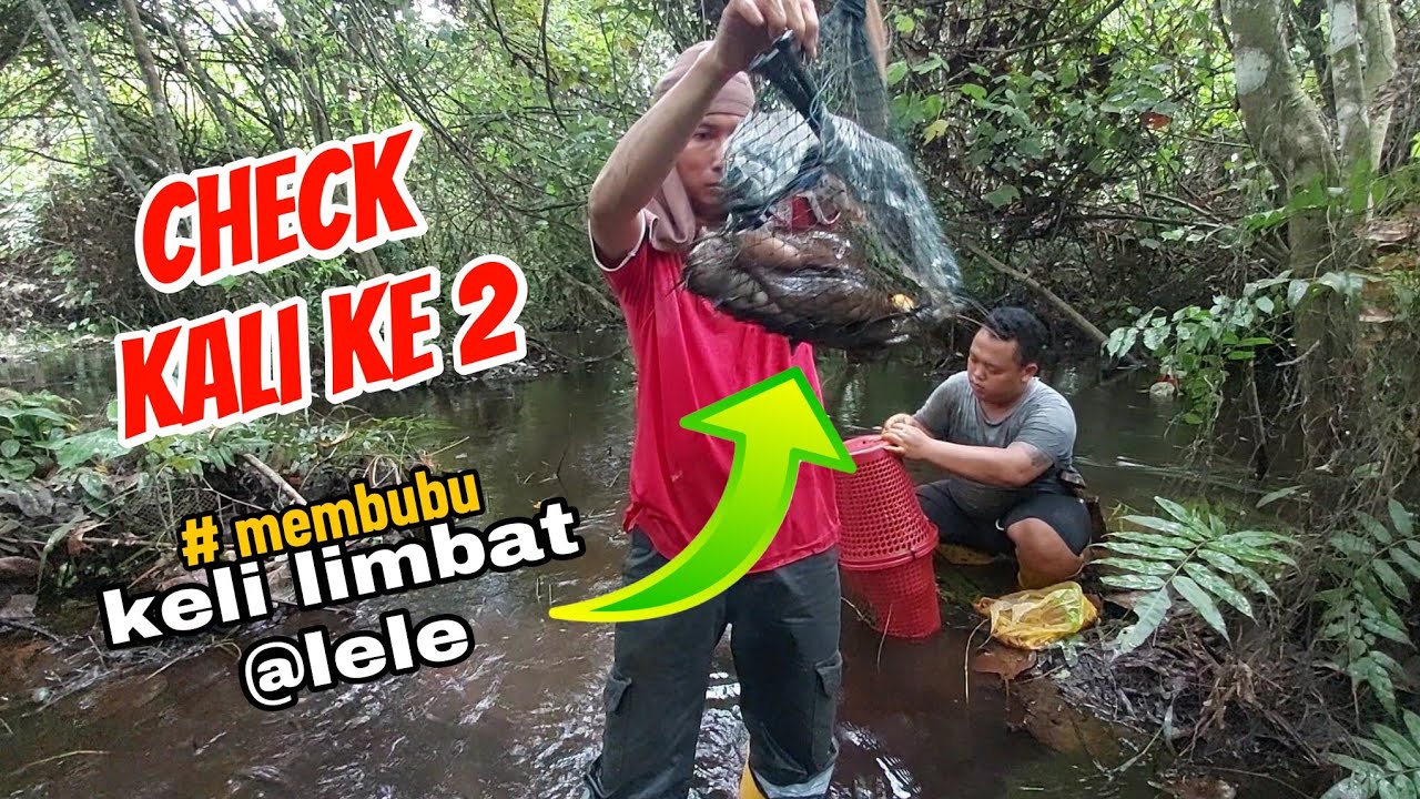 check bubu kali ke 2 // membubu keli limbat @ lele - YouTube