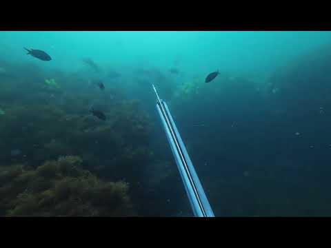 İstanbul’da Zıpkınla Balık Avı! | Su Altında Av Peşinde 🎯🐟
