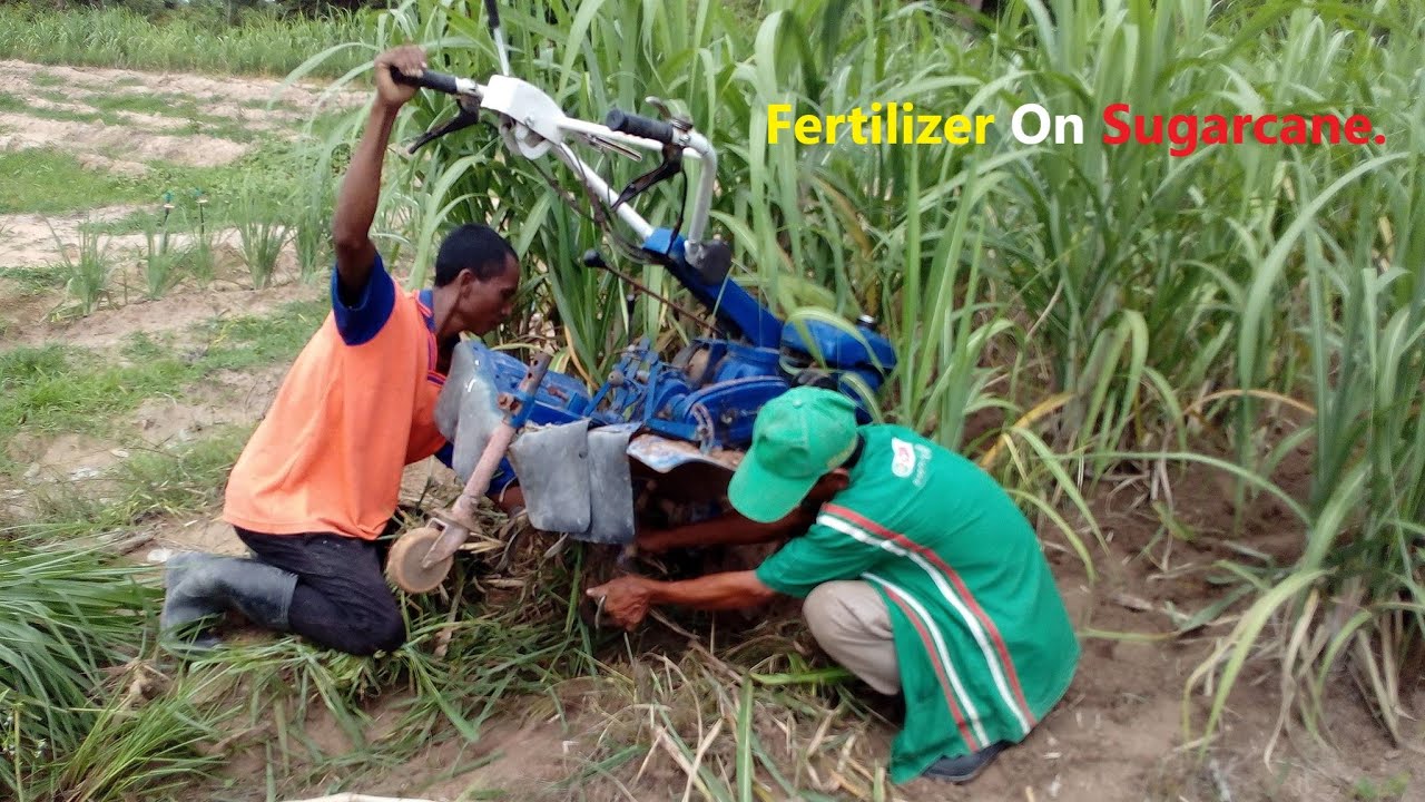 How To Apply Fertilizer To Sugarcane. How To Raising Beds For Sugarcane ...