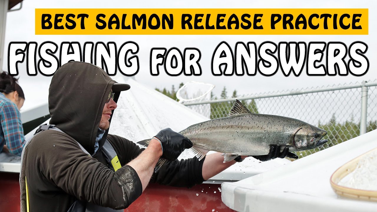 Do Salmon Survive after being Released from Fishing? | Fishing with Rod ...