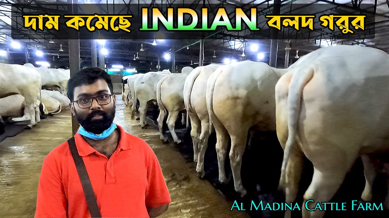 al madina cattle farm 2021 collection | indian cow price in Bangladesh ...