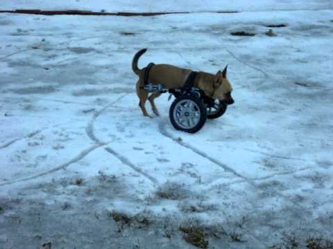 An Eddie's Wheels front wheel dog wheelchair for Willa - YouTube