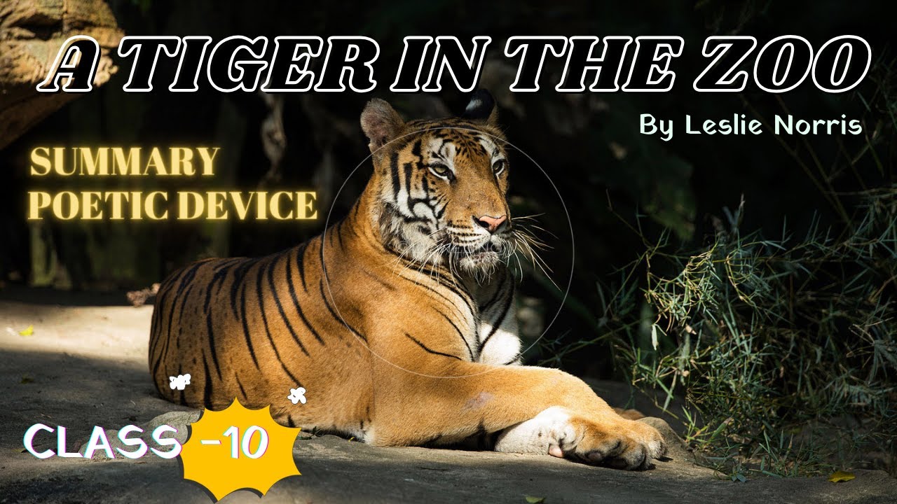 A TIGER IN THE ZOO BY LESLIE NORRIS POETIC DEVICE SUMMARY CLASS a-tiger-in-the-zoo-by-leslie-norris-poetic-device-summary-class