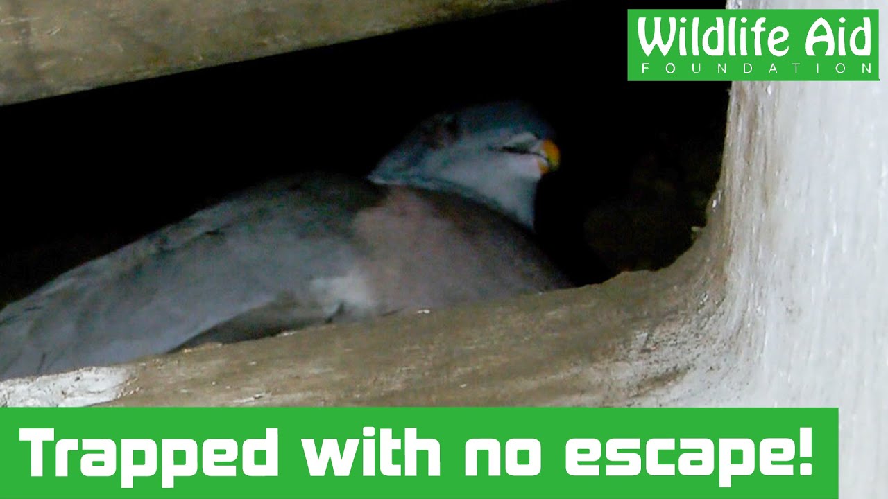 Rescuer turned home-wrecker to free a trapped bird! - YouTube