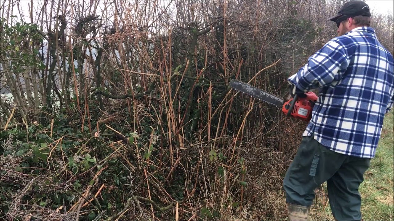 Laying a Cornish blackthorn hedge to stock proof, natural fencing and ...