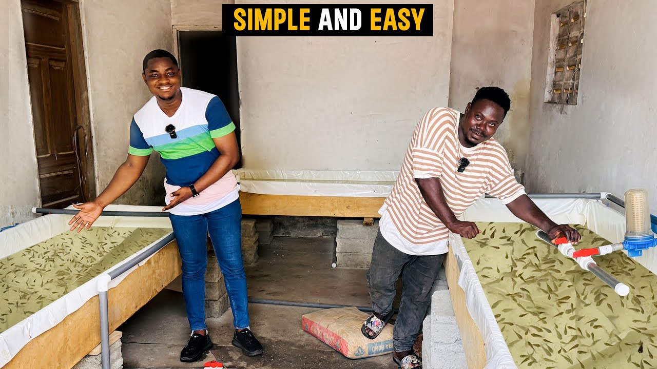 Catfish Hatchery | How to Successfully Breed 100,000 Catfish (From Eggs ...