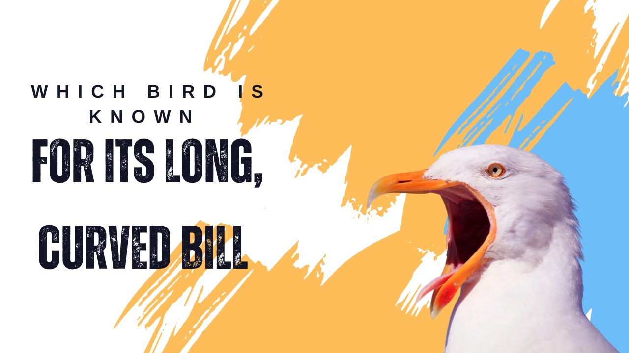 Which bird is known for its long, curved bill and is associated with ...
