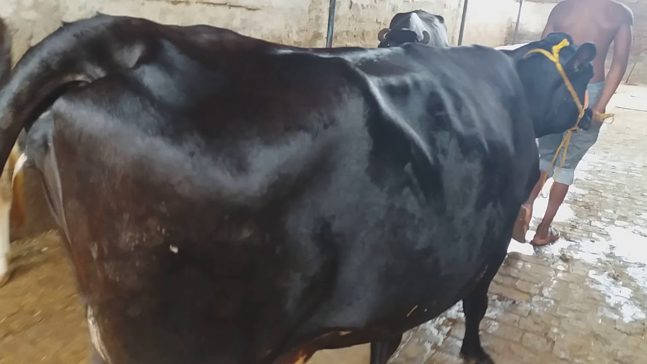 👍Z black cow first location Calf female (sale) 07009492709 - YouTube
