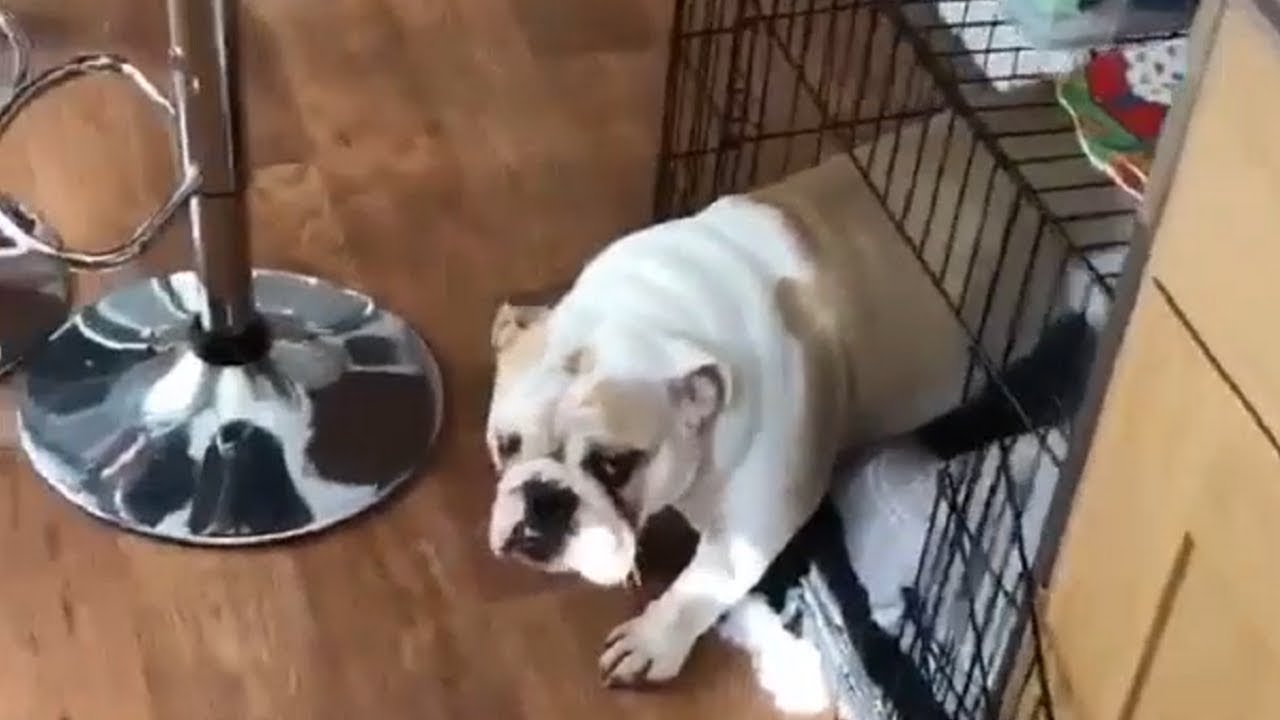 Guilty Dogs Reacting After Getting Caught | Dog Compilation 2019 - YouTube
