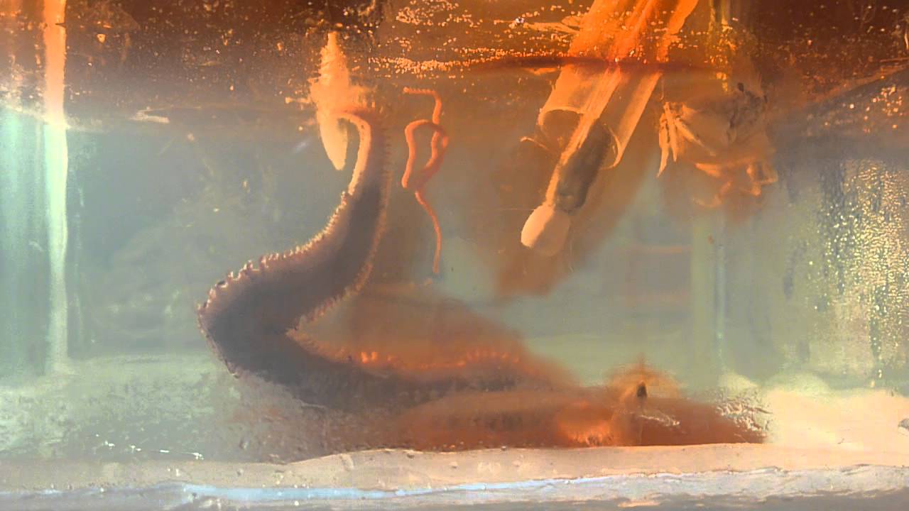 Nephtys and Lumbreneris worms - YouTube