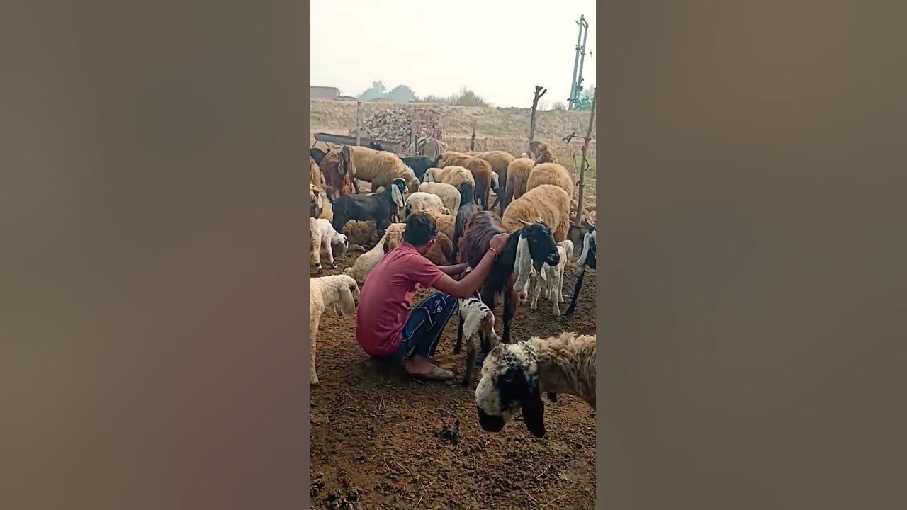 भेड़ का बच्चा बकरी का दूध क्यों पिलाएं Youtube