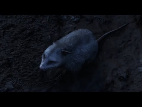 RDR2 Opossum playing dead - YouTube