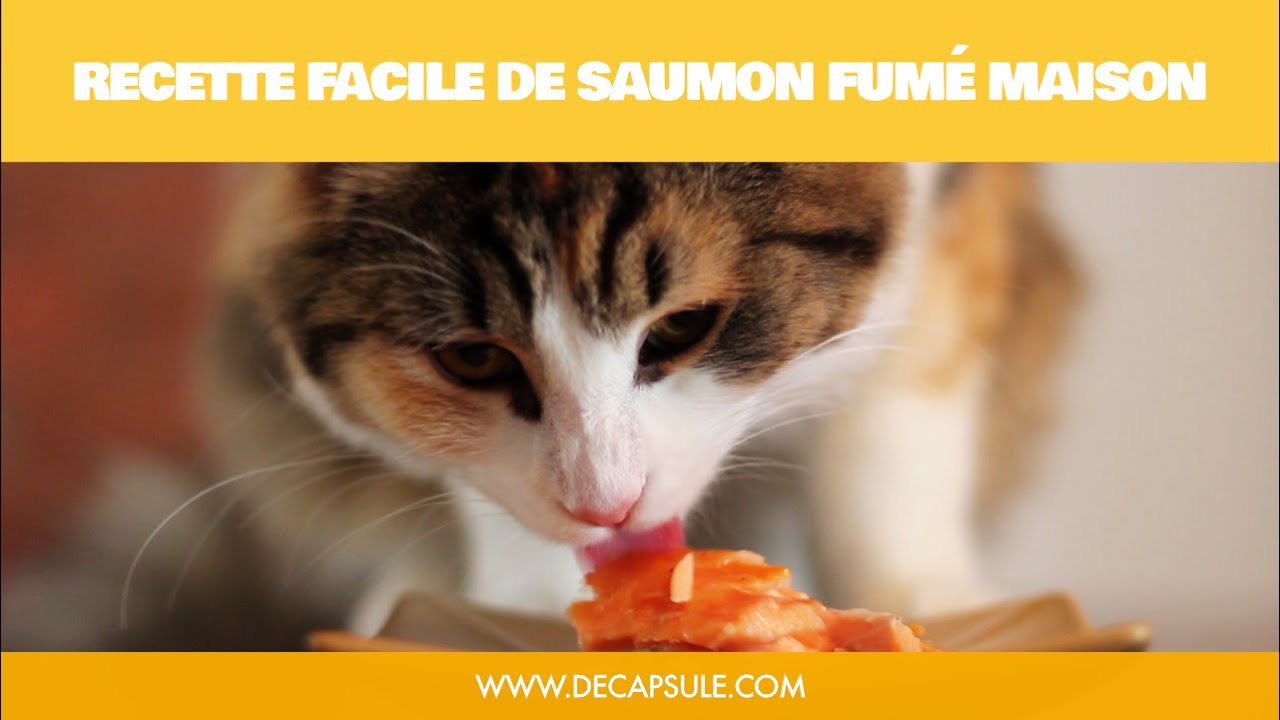 Recette facile, comment fumer un saumon fumé :: La Décapsule - YouTube
