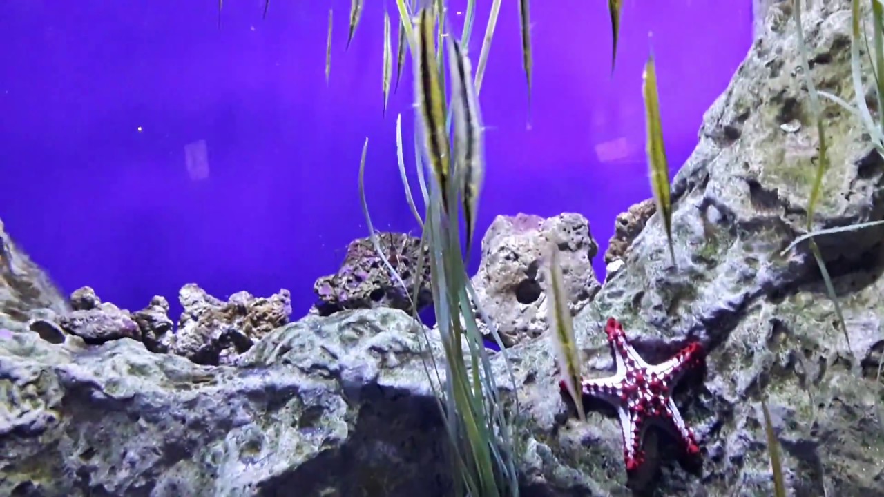 Acuario marino-Tenerife - YouTube