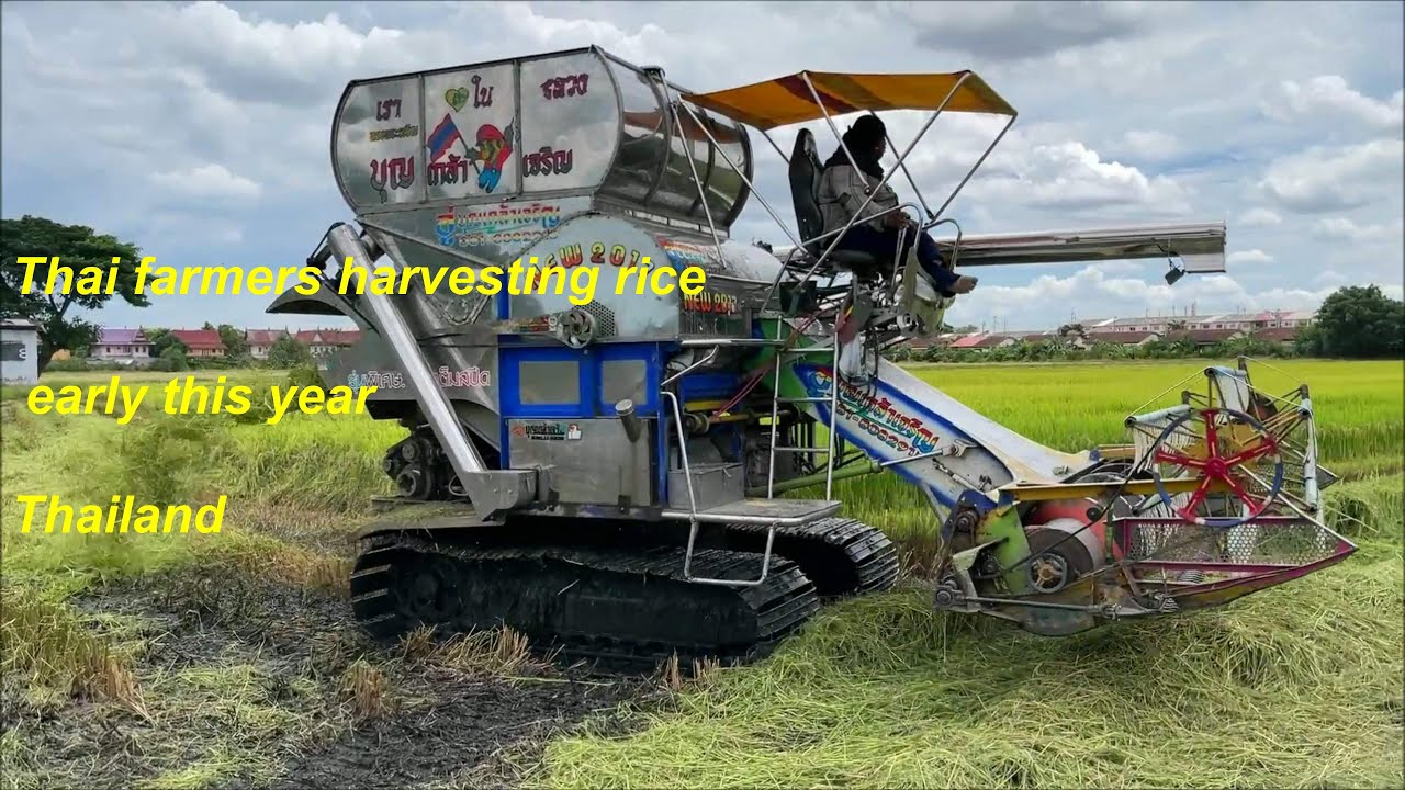 Thai farmers harvesting rice early this year Thailand - YouTube