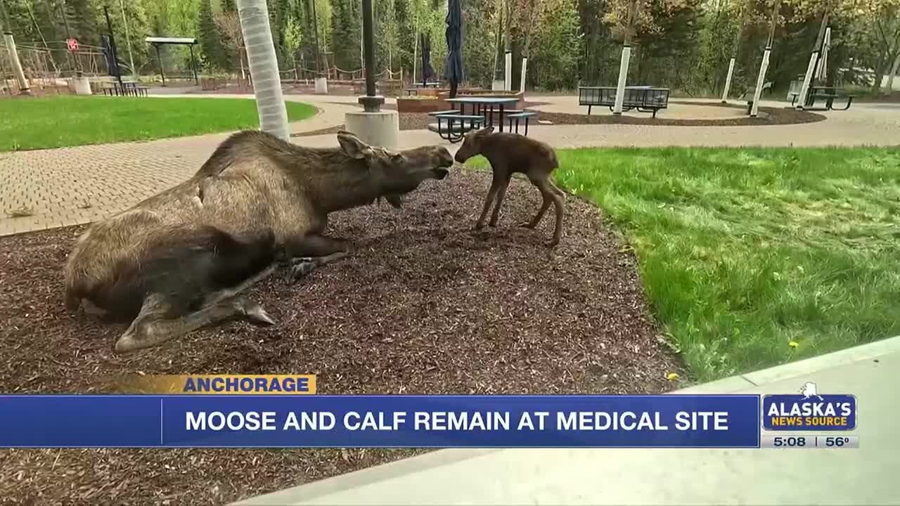 Moose & day-old calf still at Providence Health Park Friday following ...