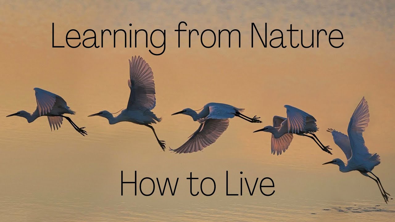 Learning from Nature How to Live - YouTube