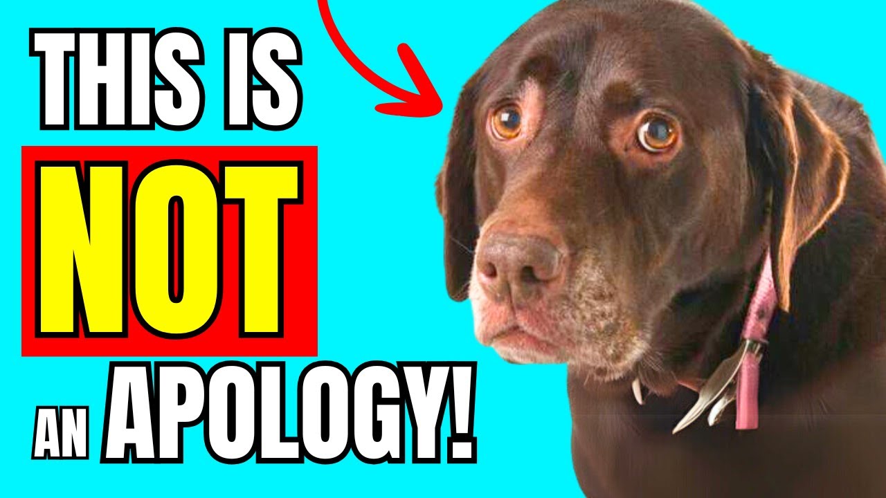 When Dogs Look 'GUILTY', This Is What It REALLY Means! - YouTube